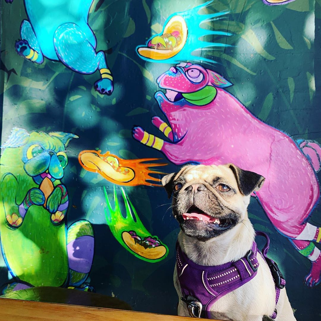 Patio Dining with Your Doggo on National Dog Day – Eat, Drink, Be San Diego